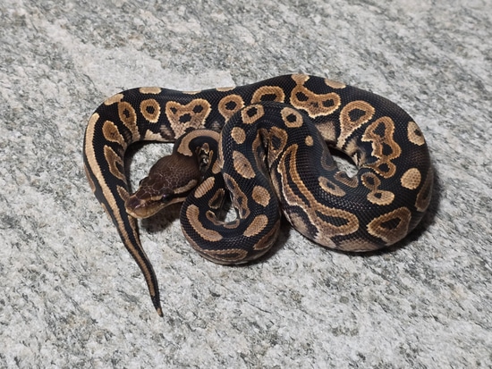 Cinnamon Yellowbelly Het Tri-Stripe Ball Python by Hershey Exotics