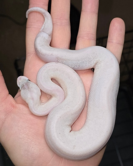 Firefly Gargoyle Matter Ball Python by Hershey Exotics