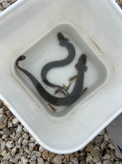 Native Texas Lesser Siren Salamander by HeSellsFish