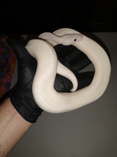 Bel Ball Python by Alex's pythons - MorphMarket