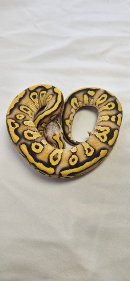 Butter Fire Pastel (Butterfly) Het Clown Ball Python by HetsAndTails