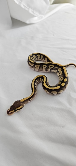 Butter Leopard Het Clown Ball Python by HetsAndTails