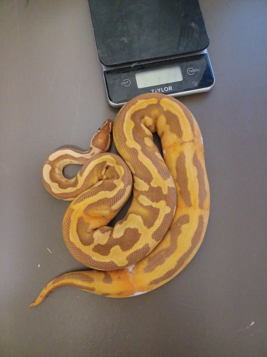 Ultramel Pied Ball Python by Dream Reptiles - MorphMarket