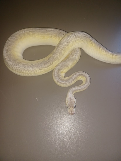 Sterling Fire Het Clown Ball Python by Dream Reptiles