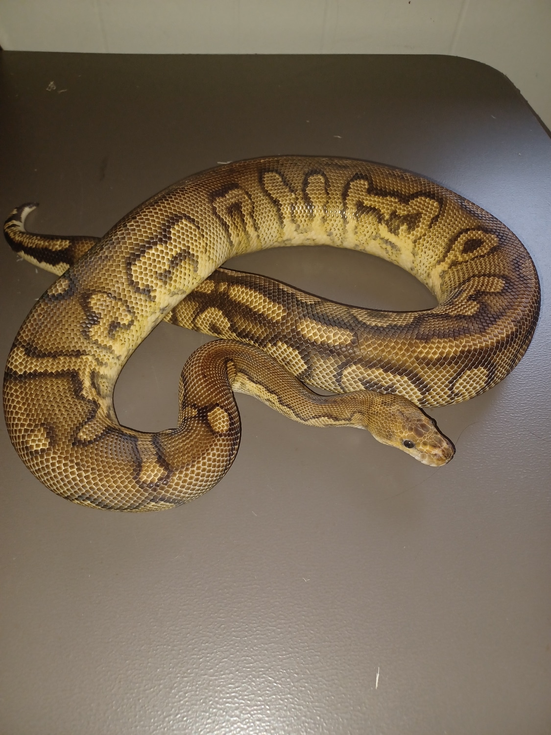 Stranger Yellowbelly Clown Ball Python by Dream Reptiles - MorphMarket