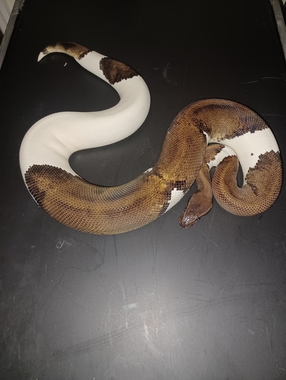 Pied 100% Het Ultramel Ball Python by Dream Reptiles