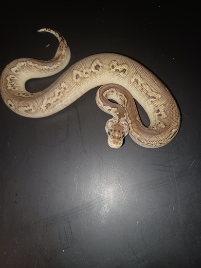 Stranger Pewter Yellow Belly Clown Bonus Ball Python by Dream Reptiles