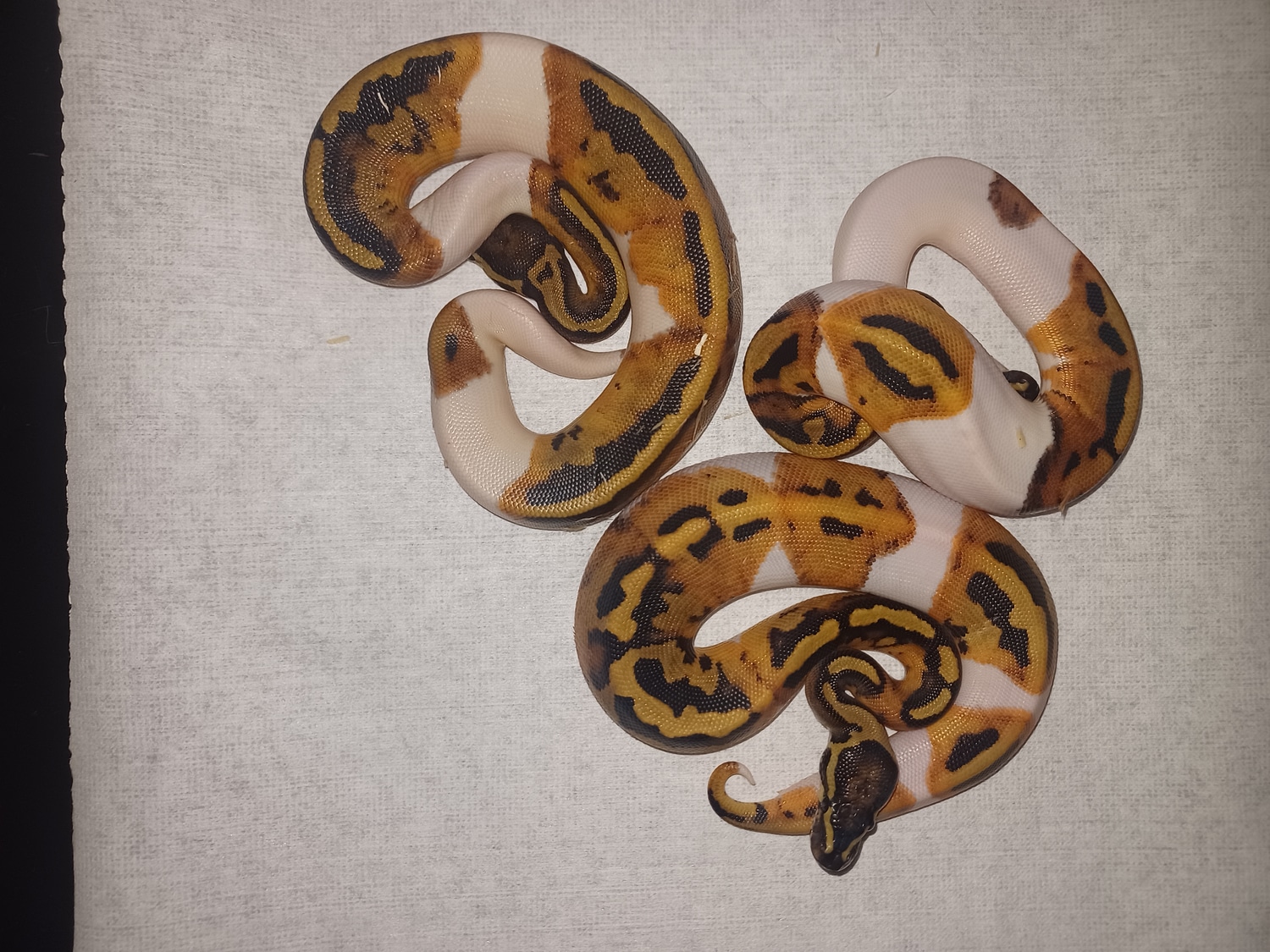 Pied Het Ultramel Ball Python by Dream Reptiles - MorphMarket