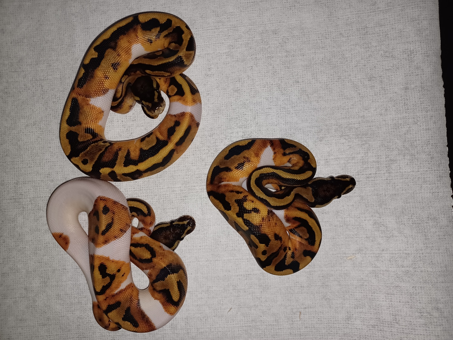 Pied Het Ultramel Ball Python by Dream Reptiles - MorphMarket