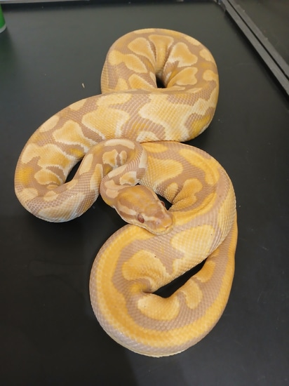 Camarillo 100%het Pied Ball Python by Dream Reptiles