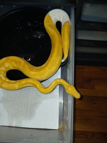 Pied Ultramel Caramel Ball Python by Dream Reptiles