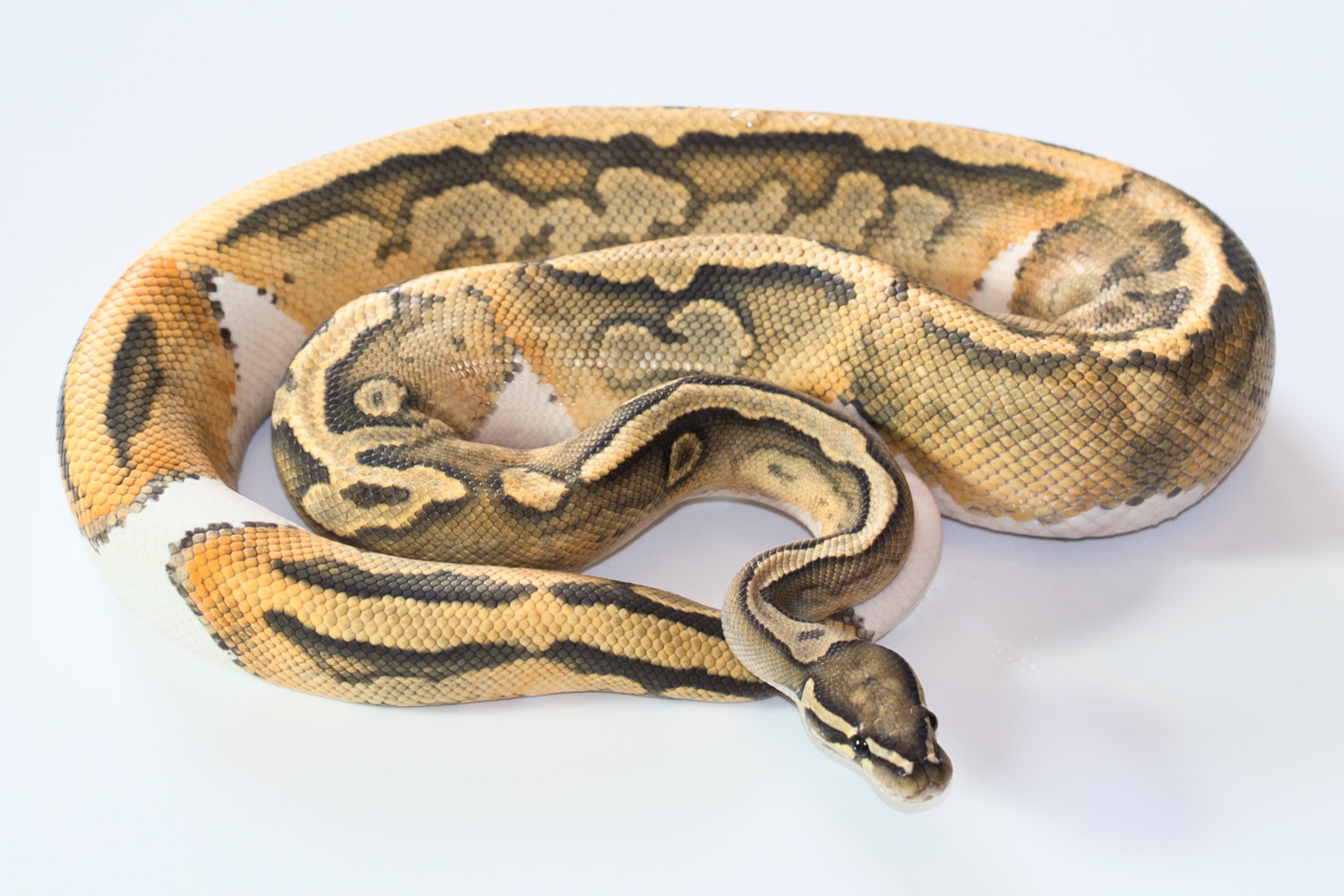 Hypo Pied Ball Python by Auletto Reptiles - MorphMarket