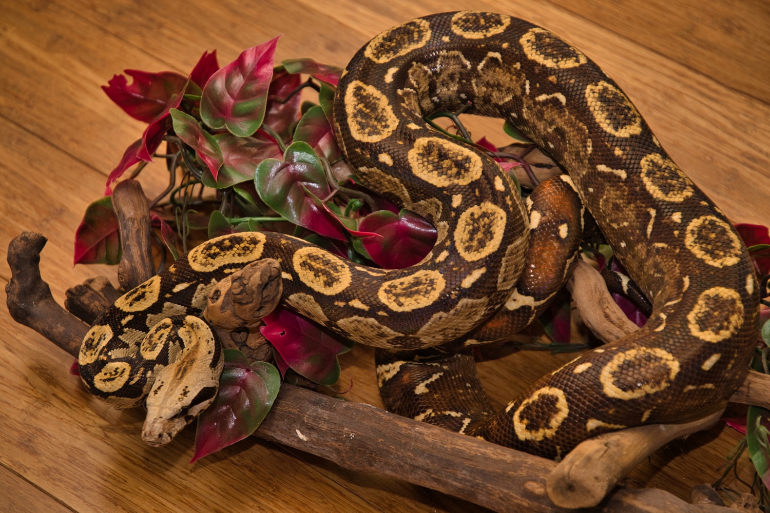Costa Rican T+ Cross Boa Constrictor by Auletto Reptiles - MorphMarket