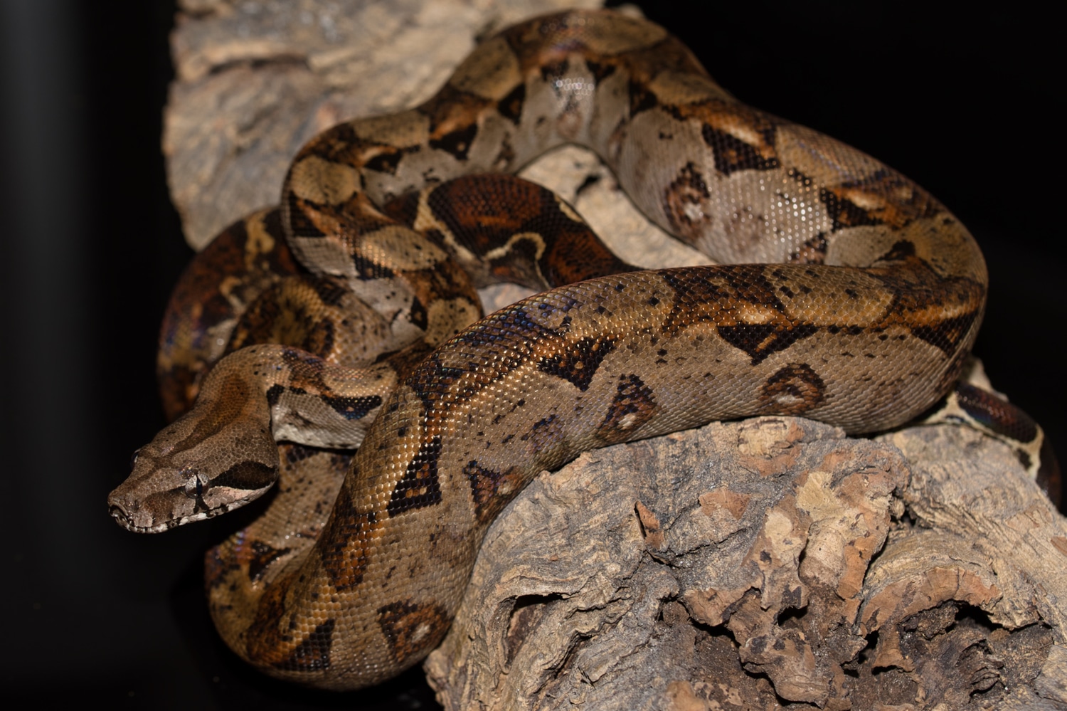 Het Costa Rican T+ Nicaraguan Cross Boa Constrictor by Auletto Reptiles ...