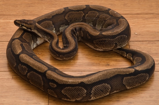 Red Stripe Granite Ball Python by Auletto Reptiles