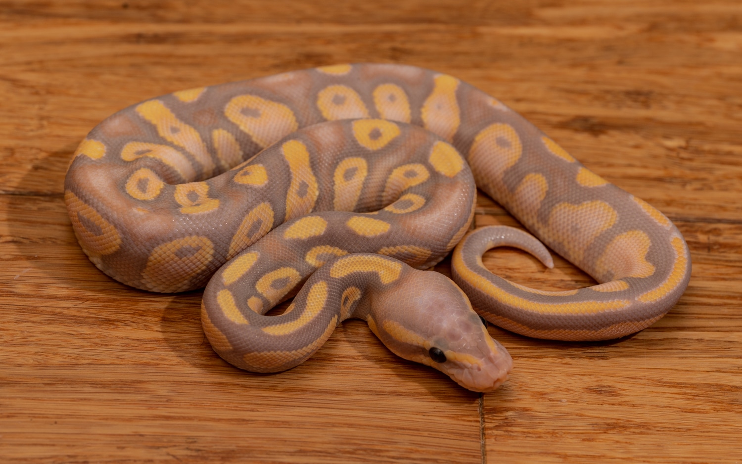 Chocolate Banana Orange Dream Ball Python by Auletto Reptiles - MorphMarket