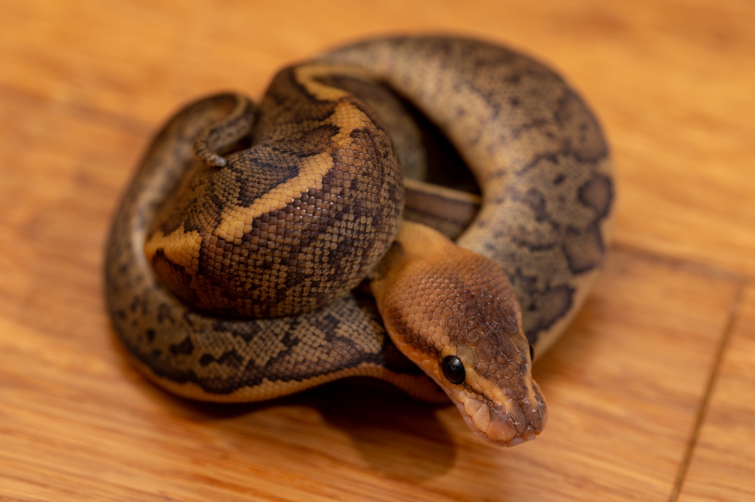 Chocolate Sable Pinstripe Orange Dream Ball Python by Auletto Reptiles - MorphMarket