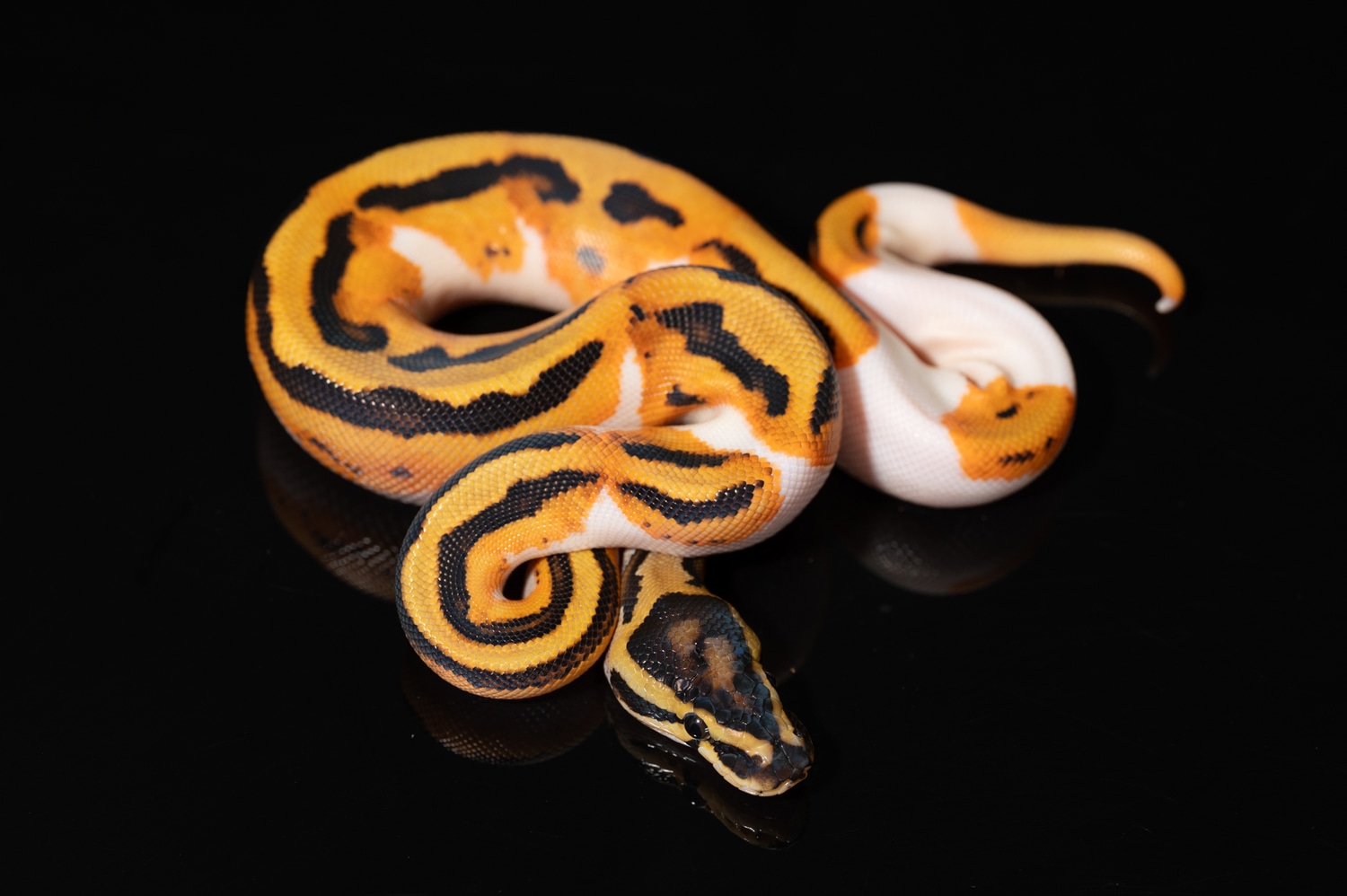Orange Dream Pied Het Hypo Ball Python by Auletto Reptiles - MorphMarket