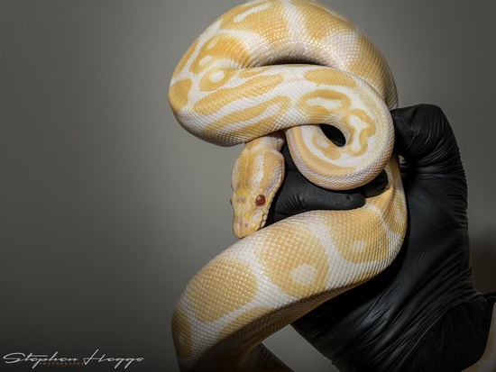 Albino - Royal Python Ball Python by Hexotics.UK