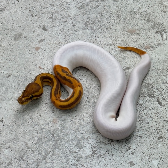 Ultramel Pied Ball Python by Hey Richie Royals