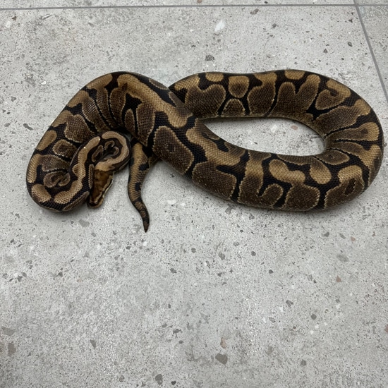 Gravel Woma Ball Python by Hey Richie Royals