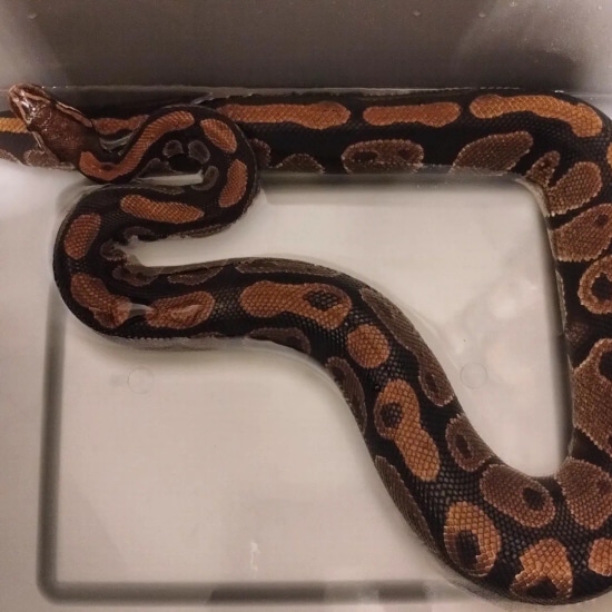 22 Year Old Ball Python by Scaleface Boaz