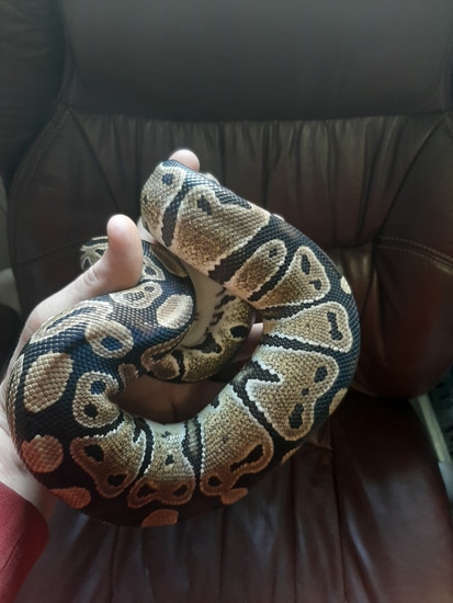 Normal Ball Pythons by HGH Reptiles