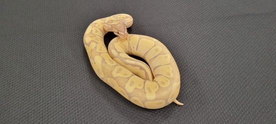 Banana Het Clown Ball Python by HGH Reptiles
