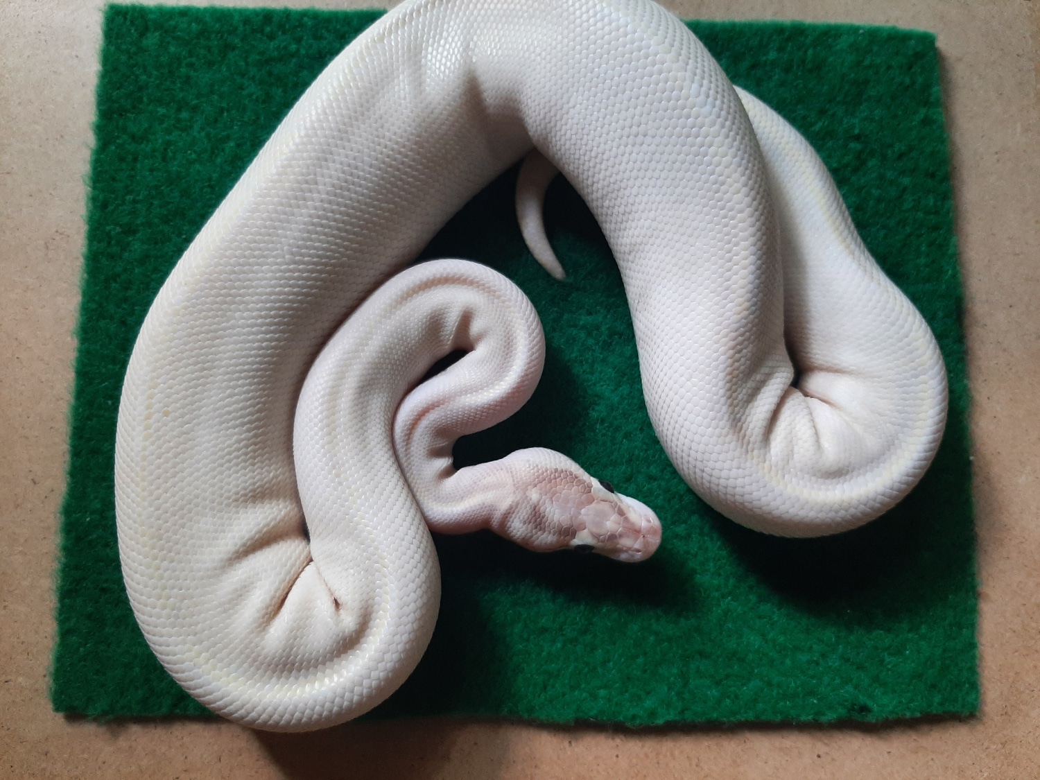 Ivory Ball Python by HGH Reptiles - MorphMarket