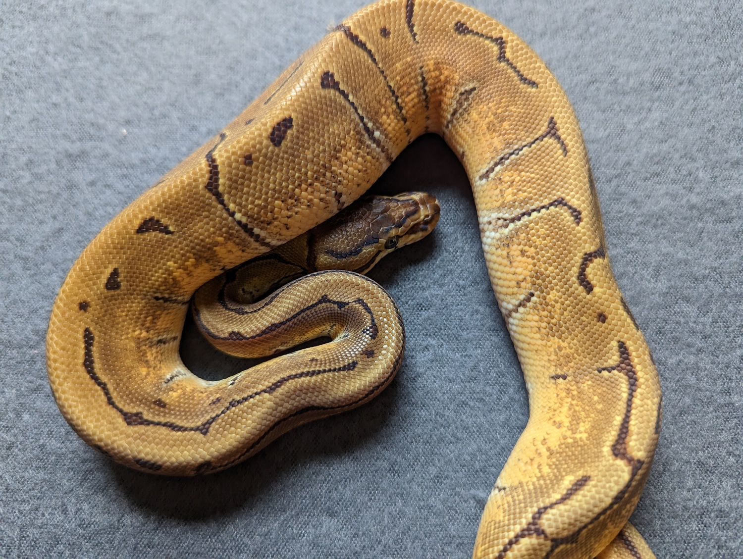 Enchi Pinstripe Ball Python by HGH Reptiles - MorphMarket