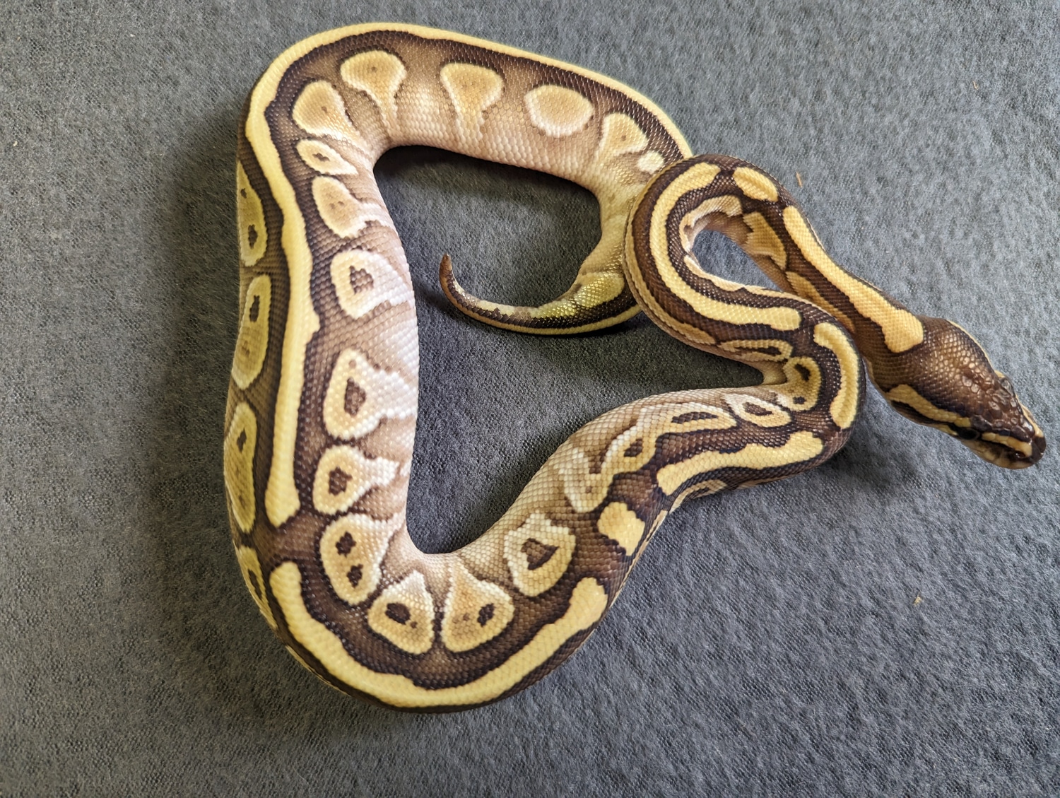 Lesser Het Albino Ball Python by HGH Reptiles - MorphMarket