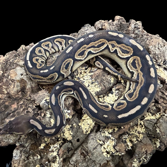 Female Cinnamon Mojave Ball Python by Royal Python's Cove LLC