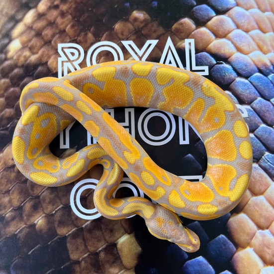 Male Banana Pastel Calico Ball Python by Royal Python's Cove LLC