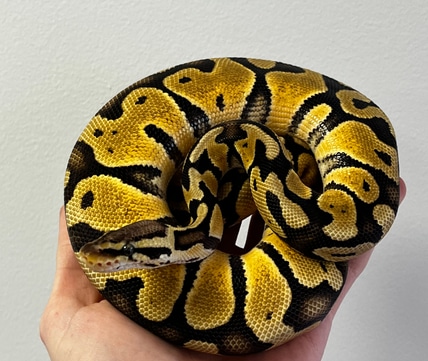 Royal Python's Cove LLC - MorphMarket