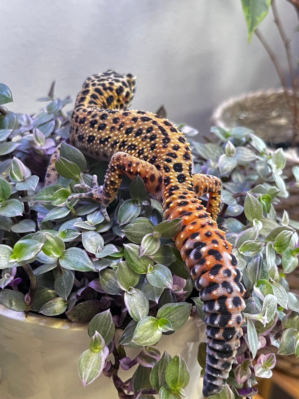 Inferno Cross Tangerine Leopard Gecko by Royal Python's Cove LLC ...