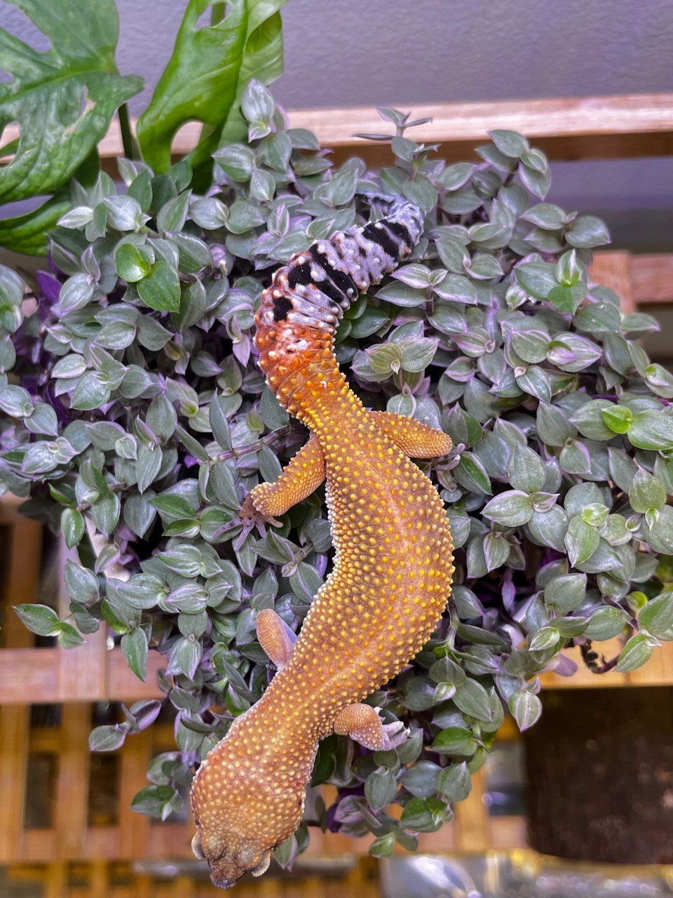 Inferno Cross Tangerine Leopard Gecko by Royal Python's Cove LLC ...