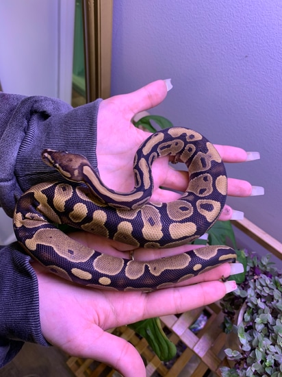 Juvenile Female Normal Ball Python by Royal Python's Cove LLC