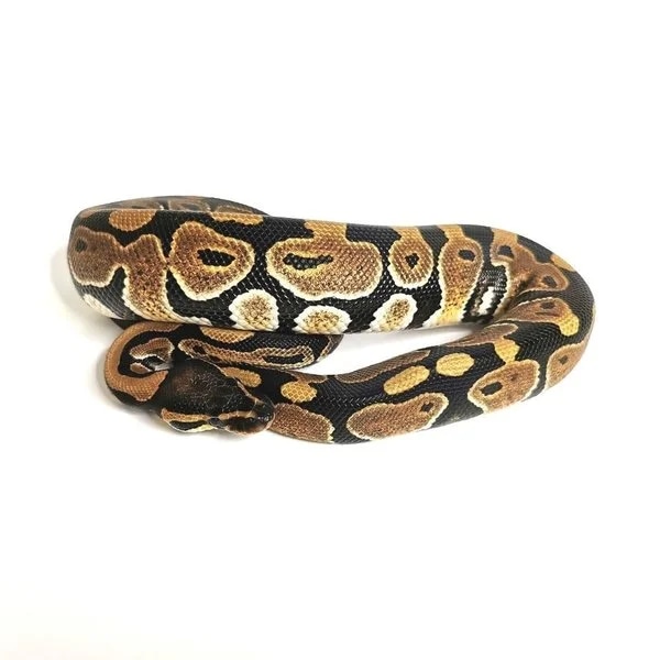 Dinker Ball Python by Royal Python's Cove LLC - MorphMarket