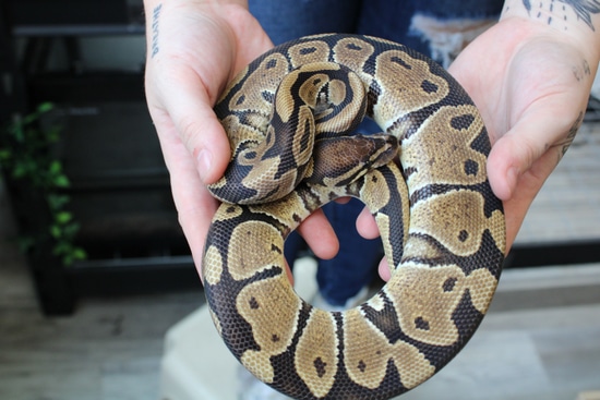 Dinker Ball Python by Royal Python's Cove LLC