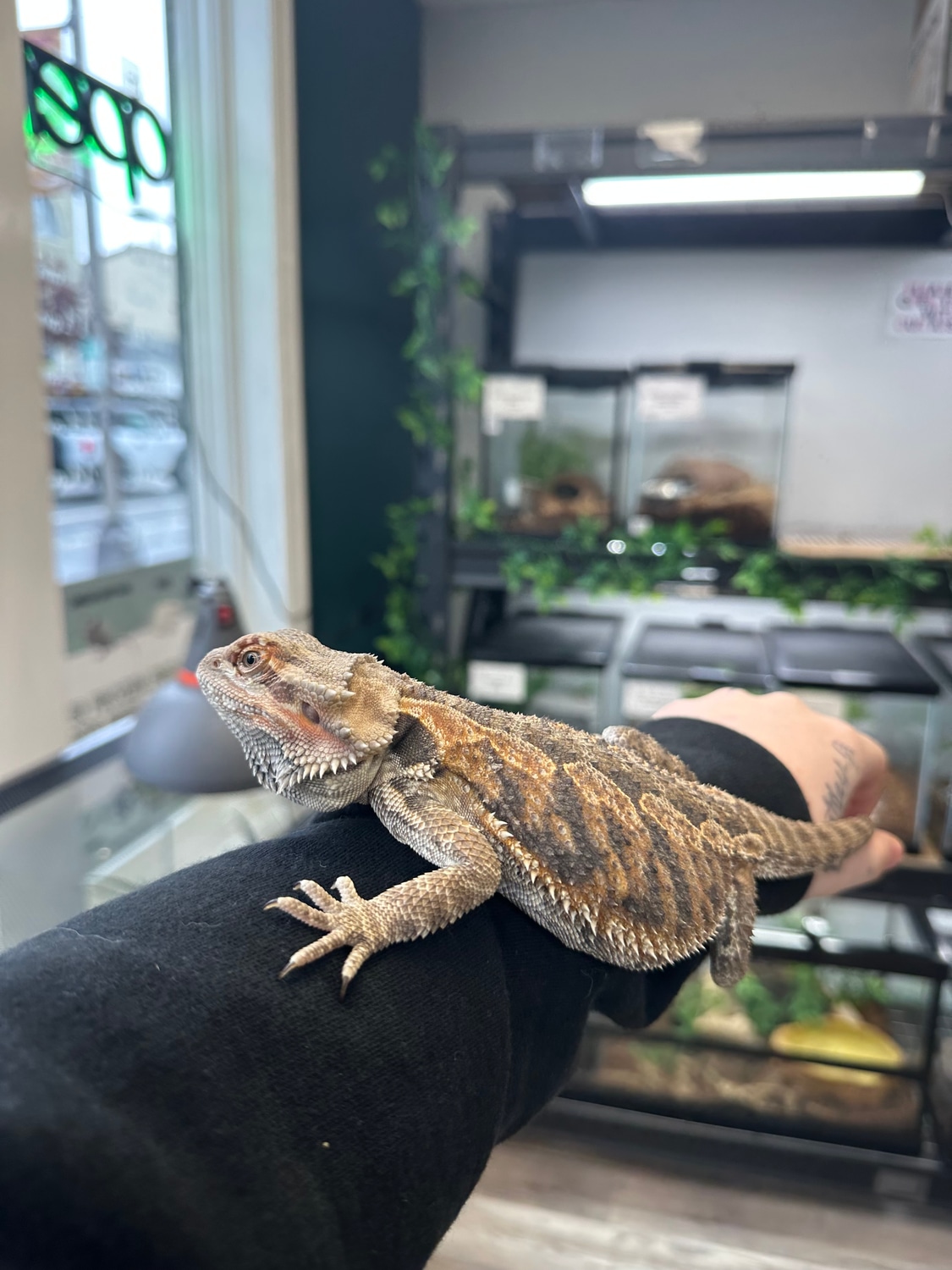 Normal Bearded Dragon Central Bearded Dragon by Royal Python's Cove LLC ...
