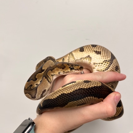 Royal Python's Cove LLC - MorphMarket