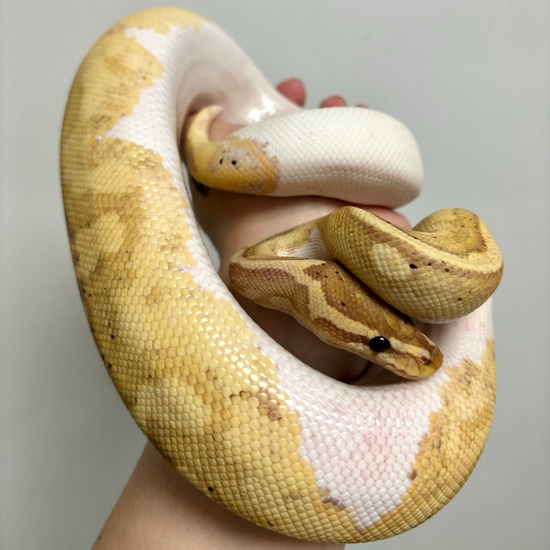 Pastel Banana Pied Ball Python by Royal Python's Cove LLC