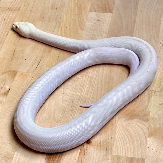 Blizzard Burmese Python by Royal Python's Cove LLC