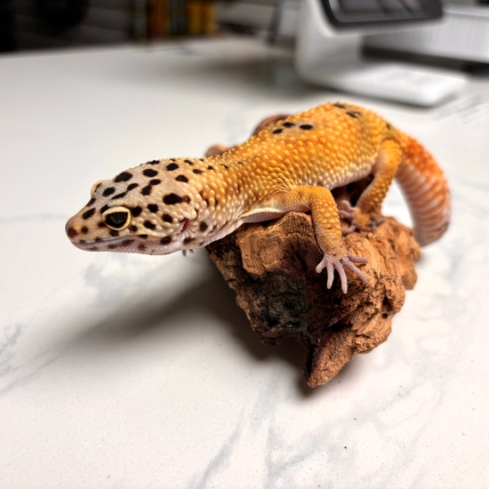 Super Hypo Tangerine Carrot Tail Leopard Gecko by Royal Python's Cove LLC