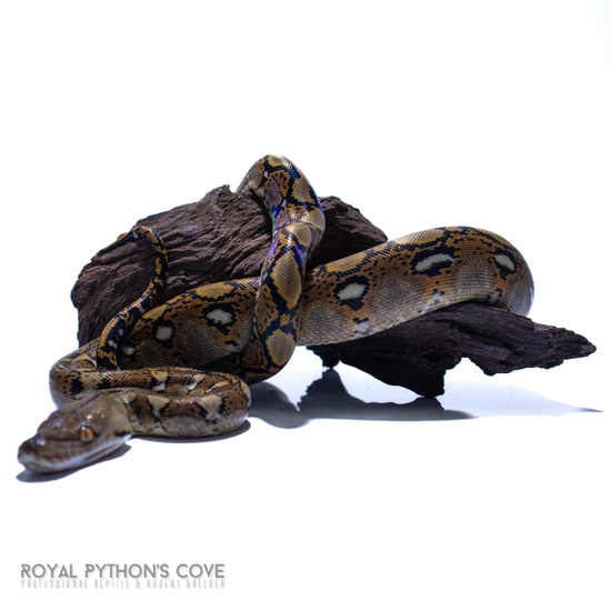 Normal 100% Het OGS Reticulated Python by Royal Python's Cove LLC