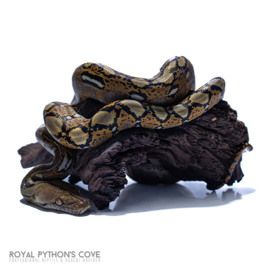 Normal 100% Het OGS (3 AVAILABLE) Reticulated Python by Royal Python's Cove LLC