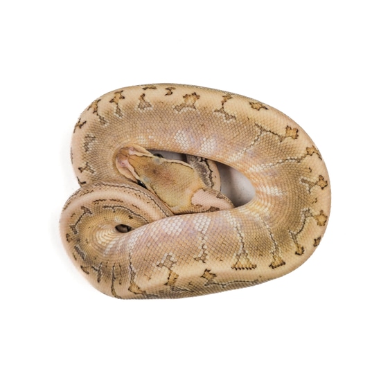 Bamboo Pinstripe Pastel 50% Het G Stripe Ball Python by Royal Python's ...