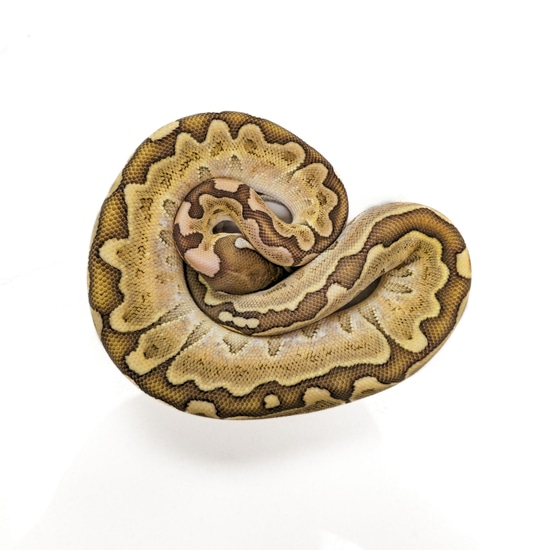 Bamboo Pastel Orange Dream 50% Het Genetic Stripe Ball Python by Royal ...