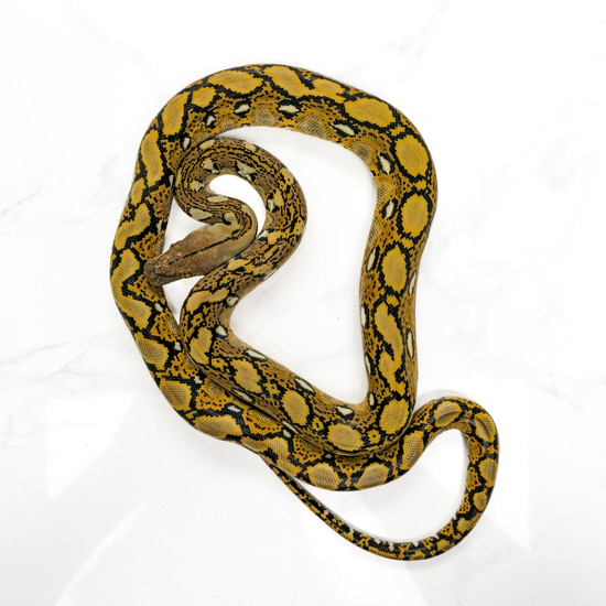 Normal 100% Het OGS Reticulated Python by Royal Python's Cove LLC