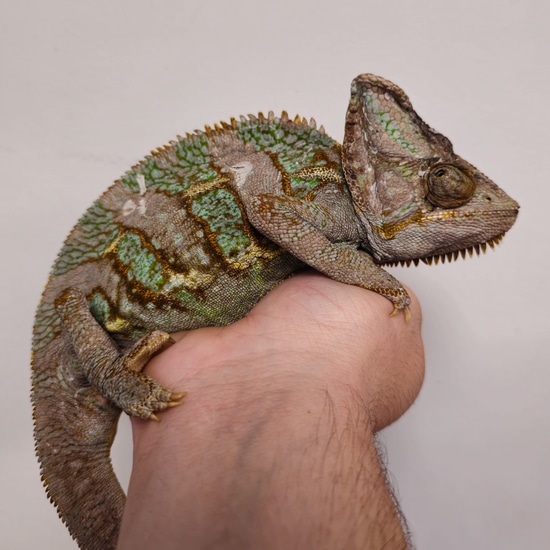 *UP FOR ADOPTION* Adult Male Veiled Chameleon by Royal Python's Cove LLC